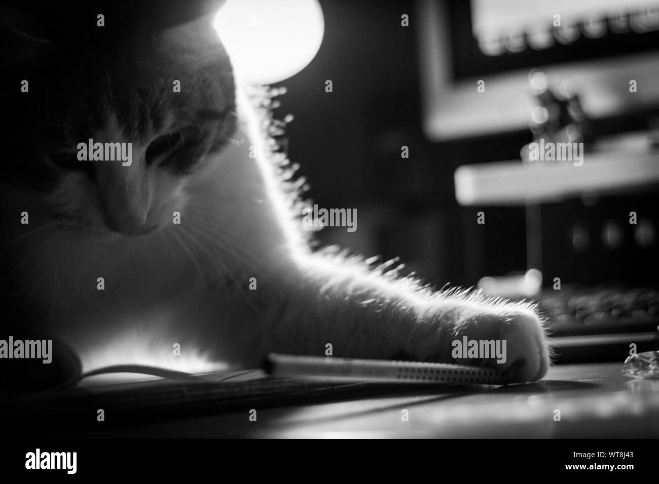 Lamp and cat hi-res stock photography and images - Alamy