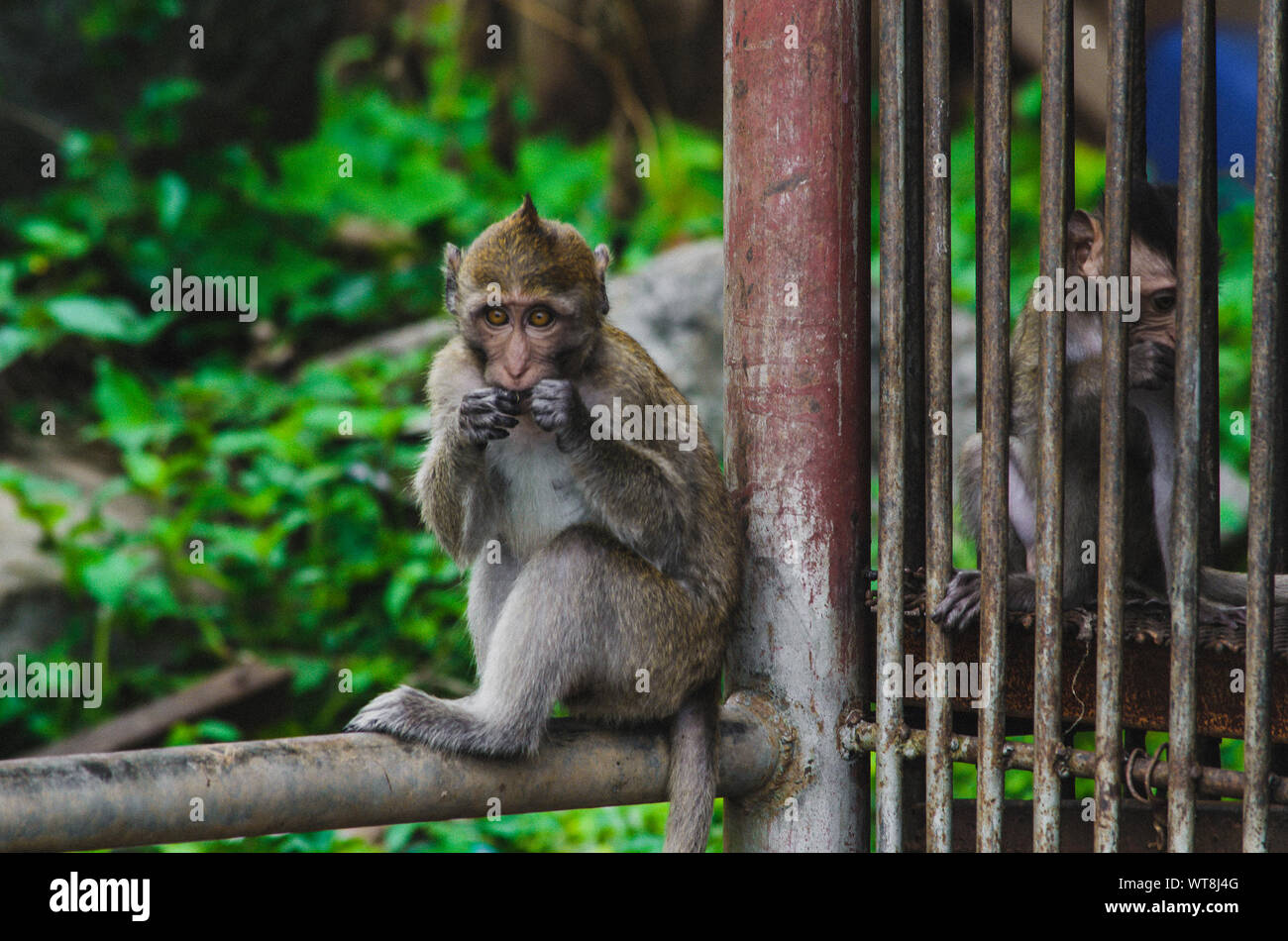 Zoo Railing High Resolution Stock Photography and Images - Alamy