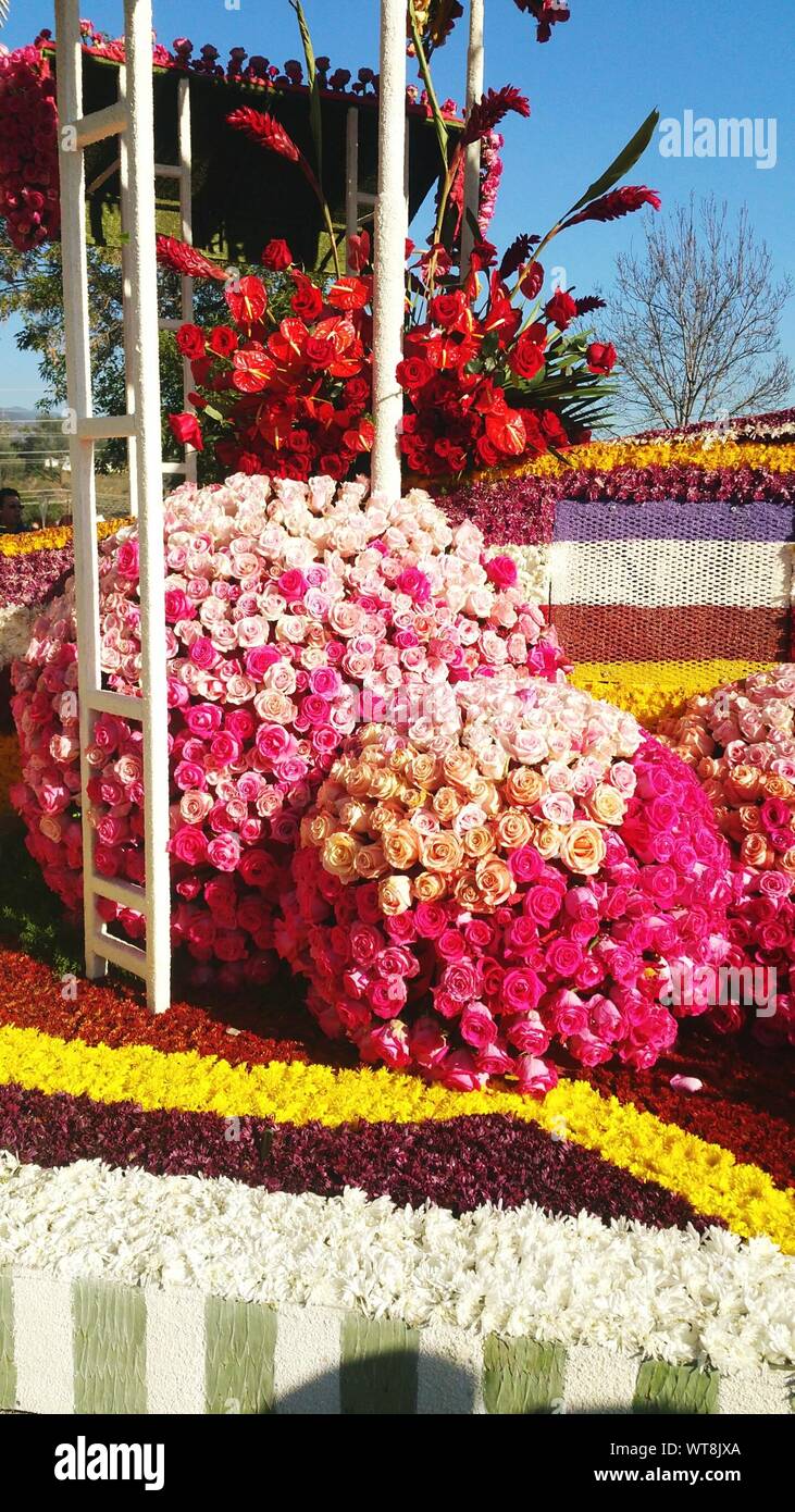 Ornamental Rose High Resolution Stock Photography and Images - Alamy