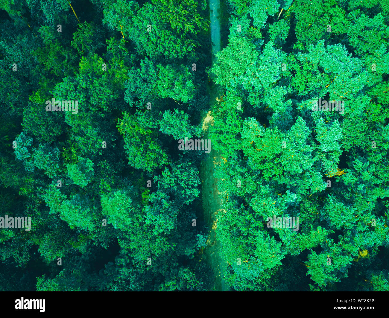 Green Evergreen Treetops High Resolution Stock Photography and Images ...