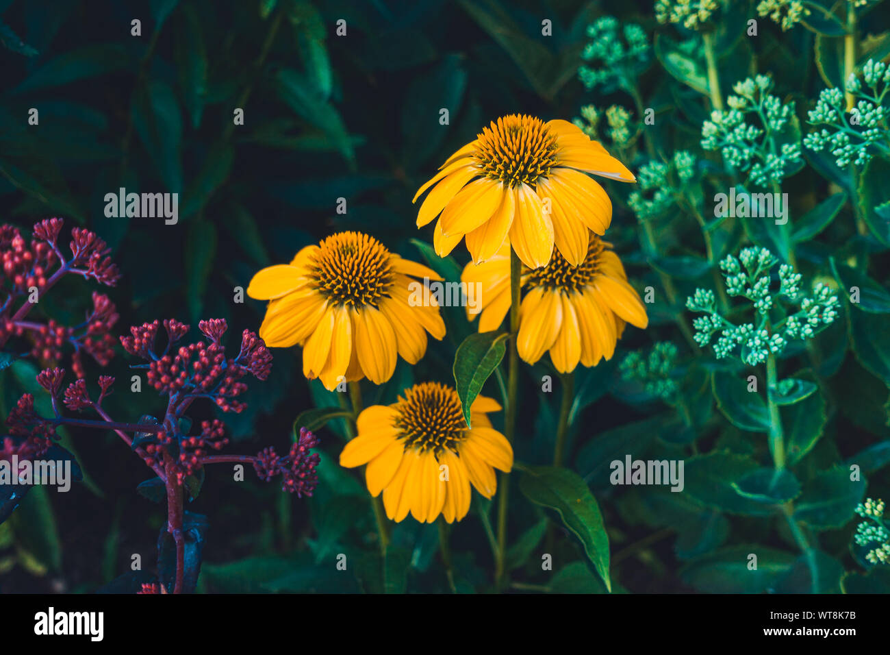 beautiful flowers for gardening themes Stock Photo - Alamy