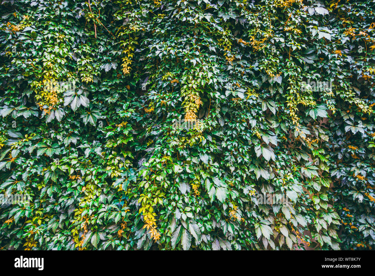 colorful ivy on a wall Stock Photo - Alamy