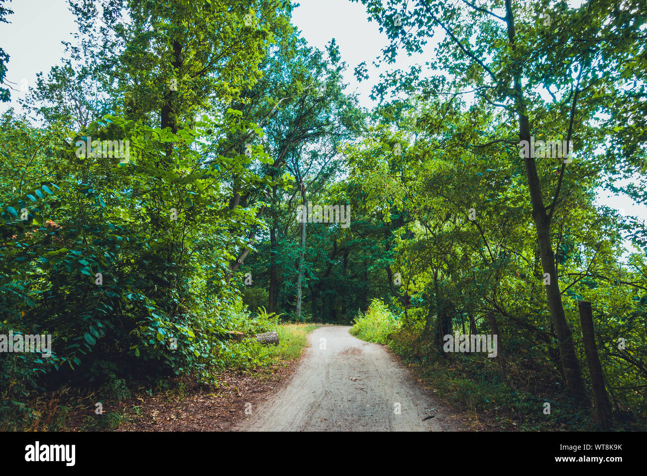 trail in a rural forest at germany Stock Photo - Alamy