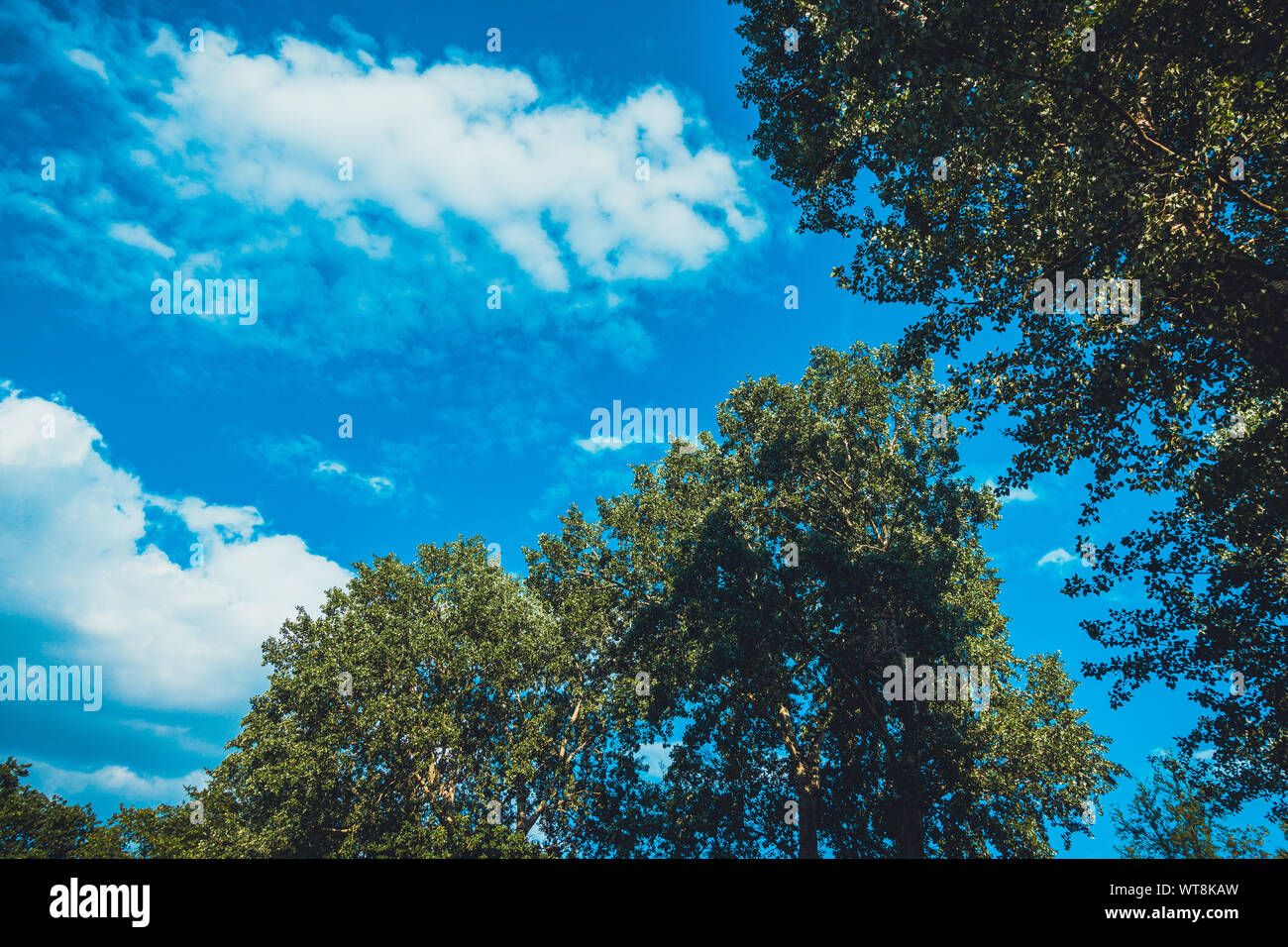 treetops in a beautiful forest Stock Photo - Alamy