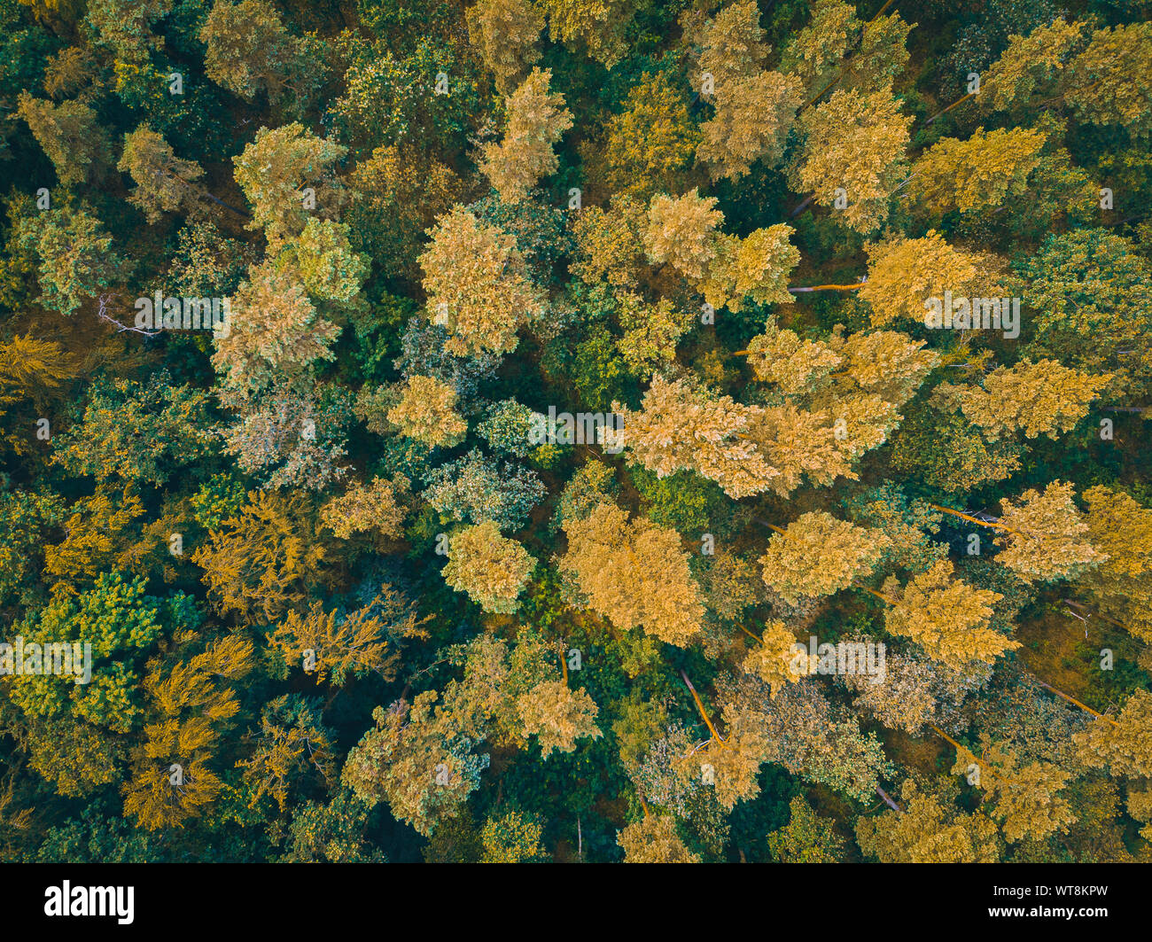 green treetops from the bird view Stock Photo - Alamy