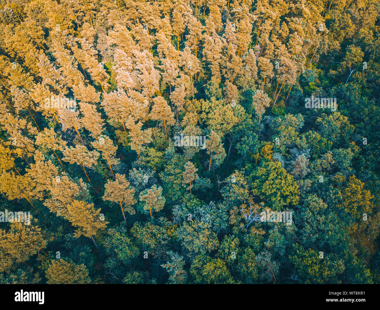 Aerial view bright autumn treetops hi-res stock photography and images ...