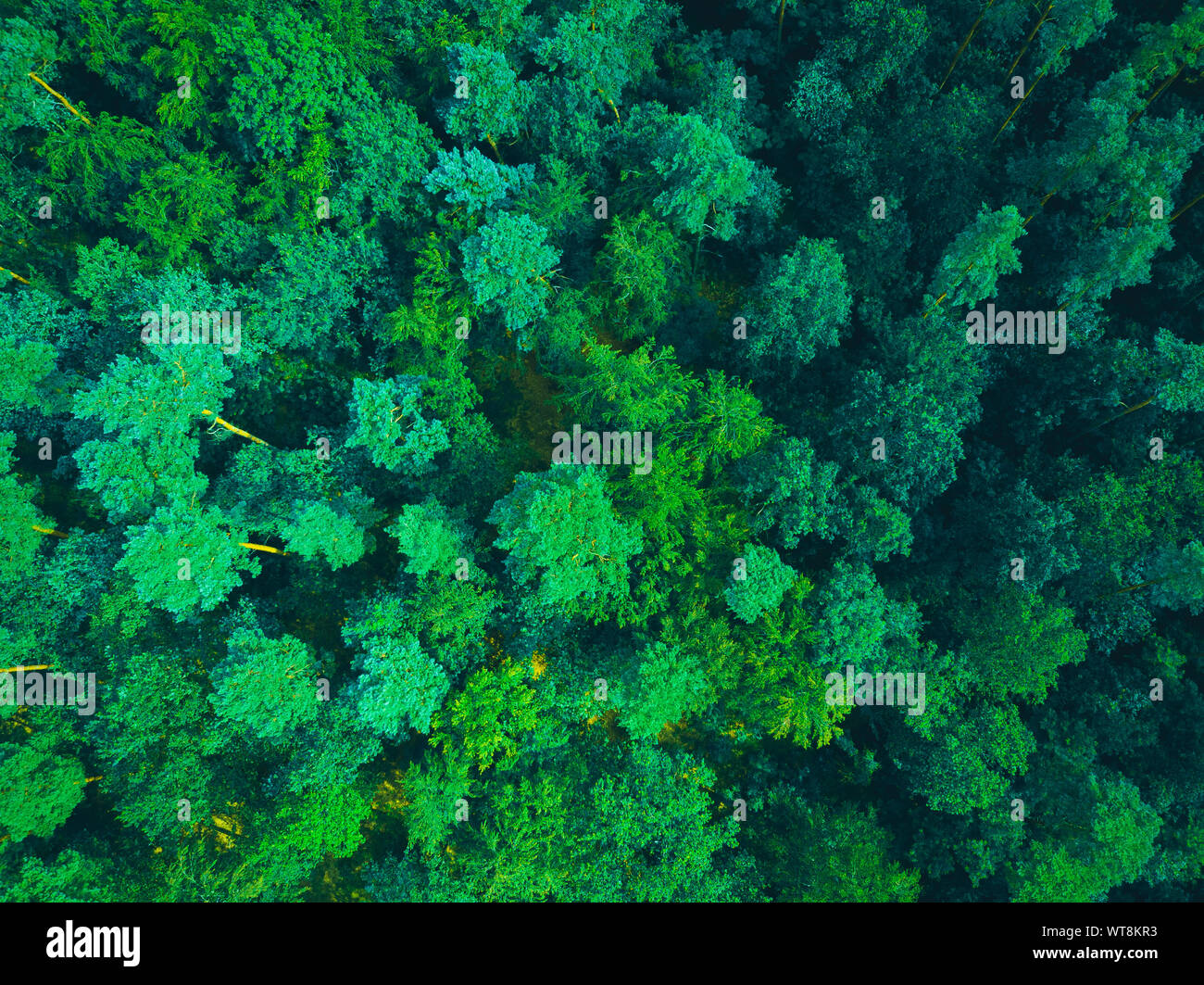 Abstract view treetops in hi-res stock photography and images - Alamy