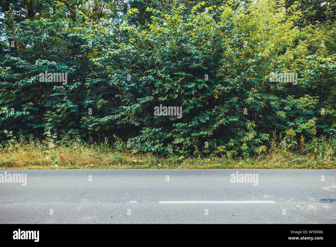 Line bushes in street hi-res stock photography and images - Alamy