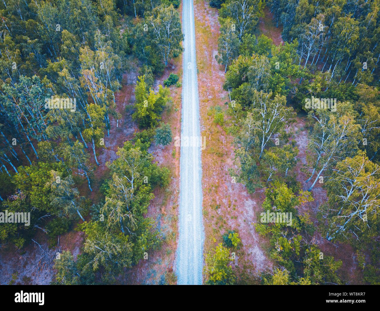 beautiful trail in an german forest Stock Photo - Alamy