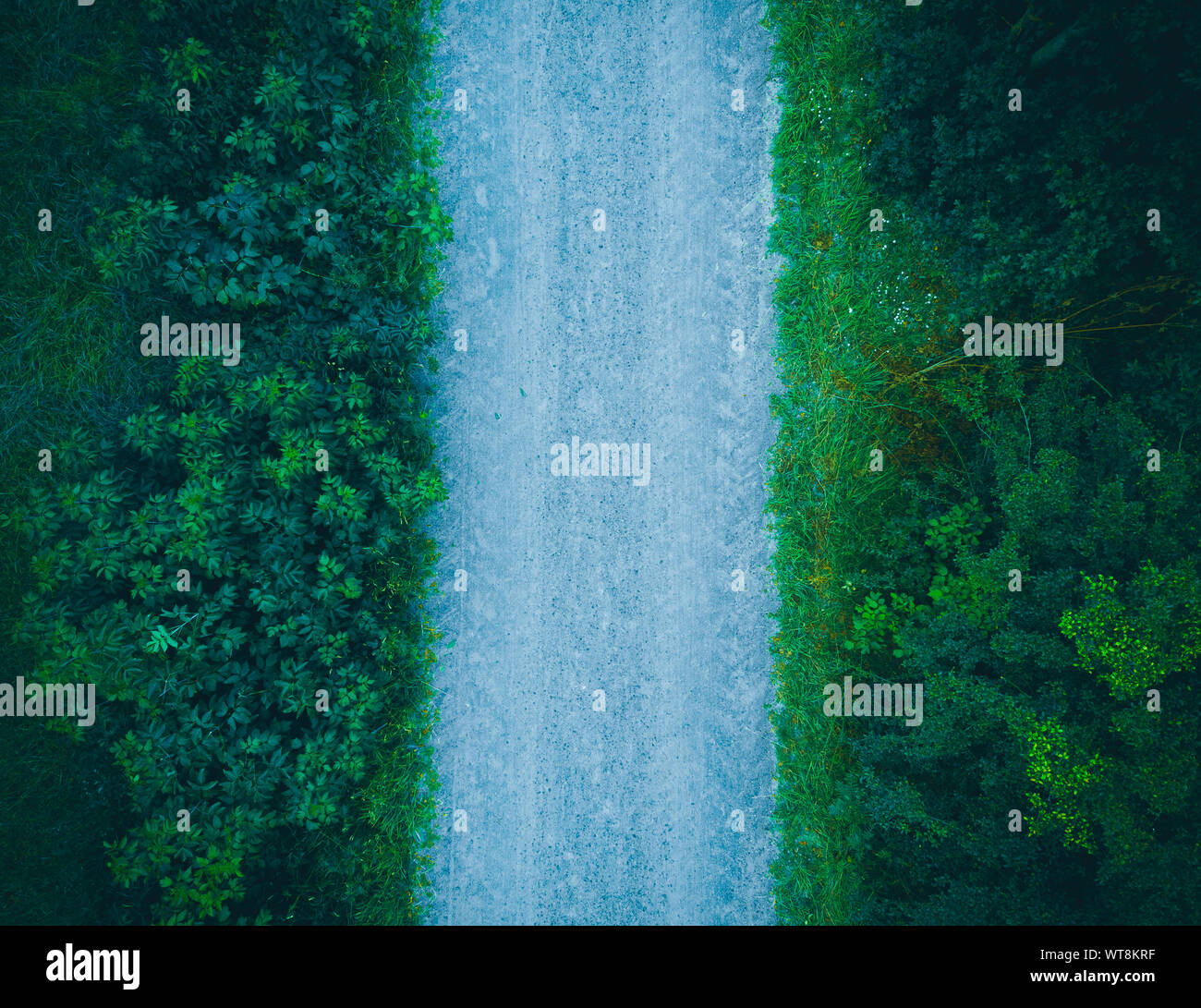 path from above in a green vintage colored forest Stock Photo - Alamy