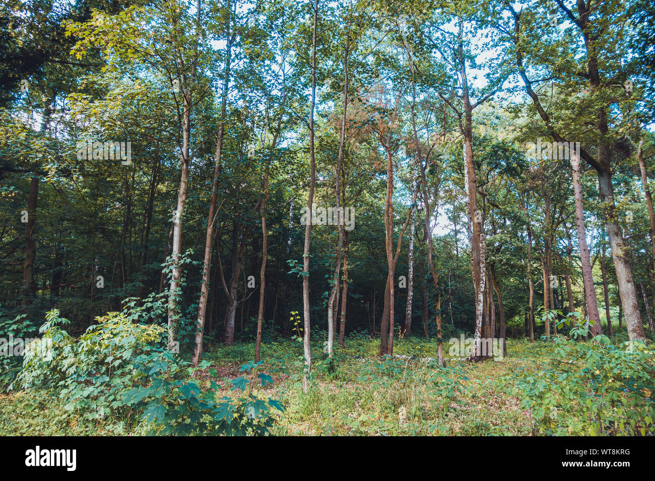 rural german forest in beautiful colors Stock Photo - Alamy