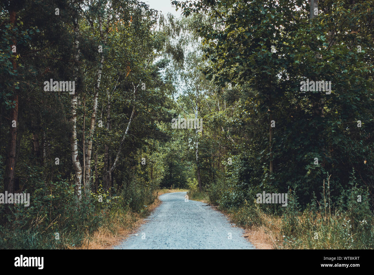 road in a forest with giant trees and green bushes Stock Photo - Alamy