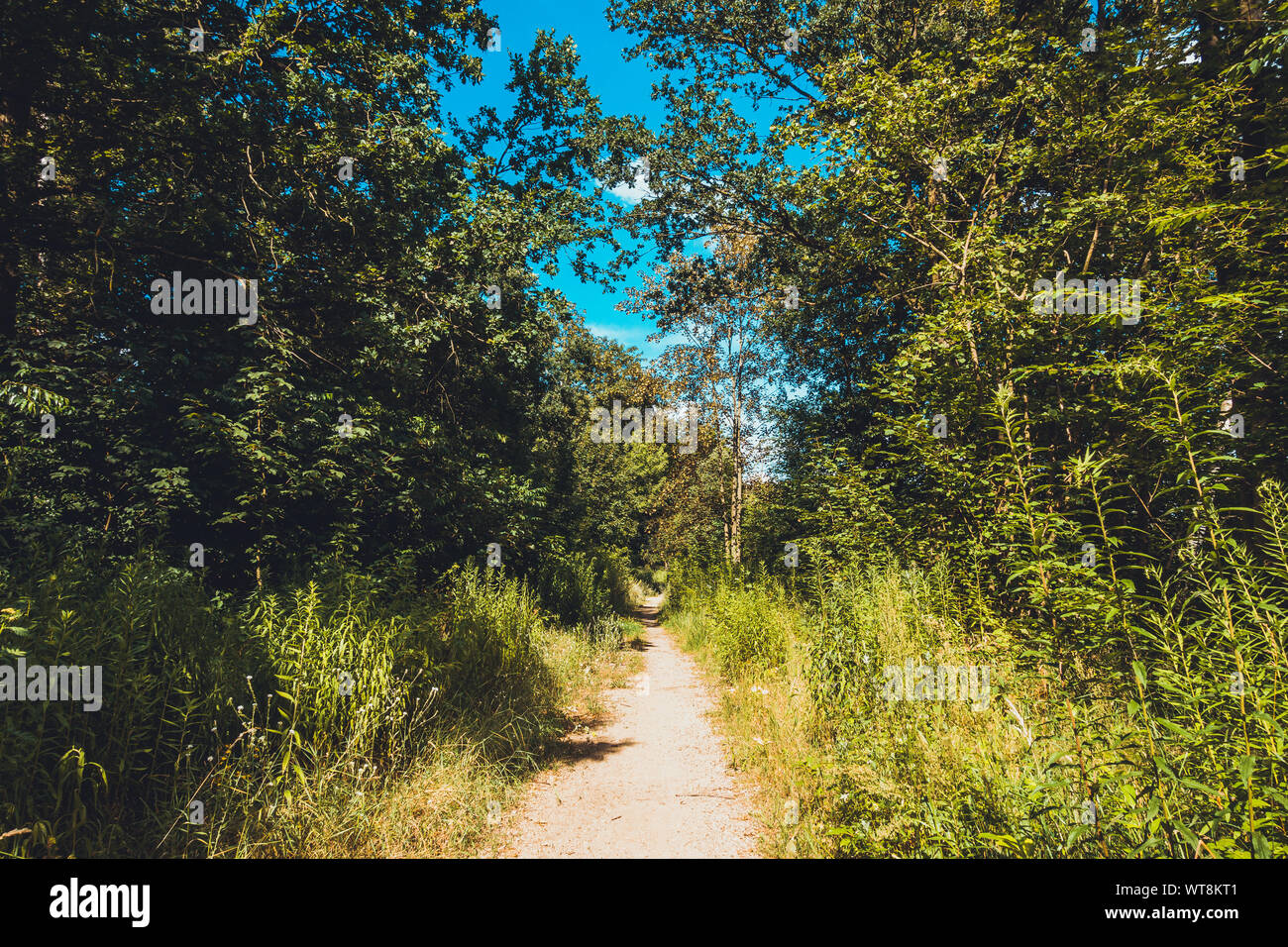 lone path in the forest Stock Photo - Alamy