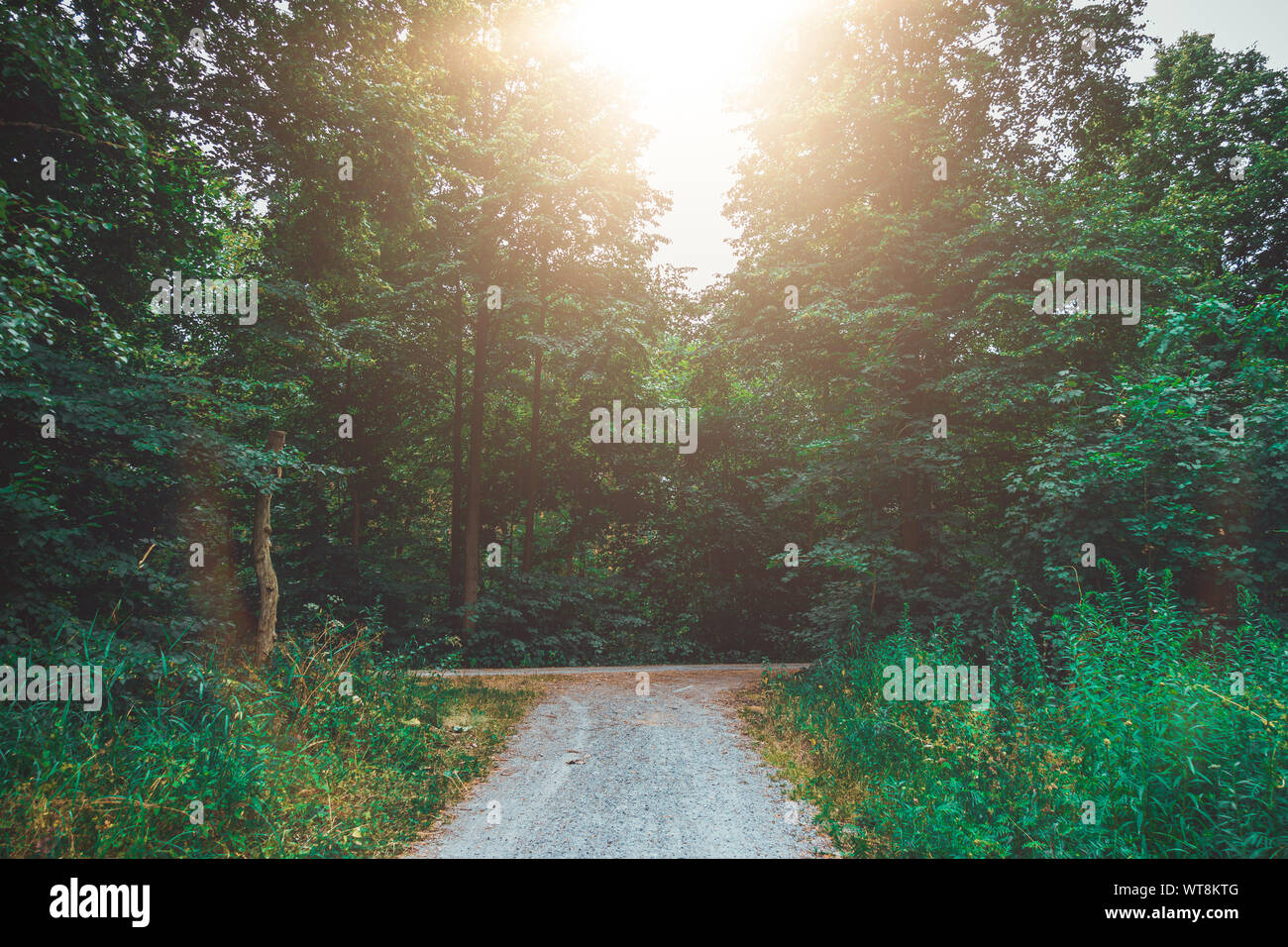 road in a forest with giant trees and green bushes Stock Photo - Alamy