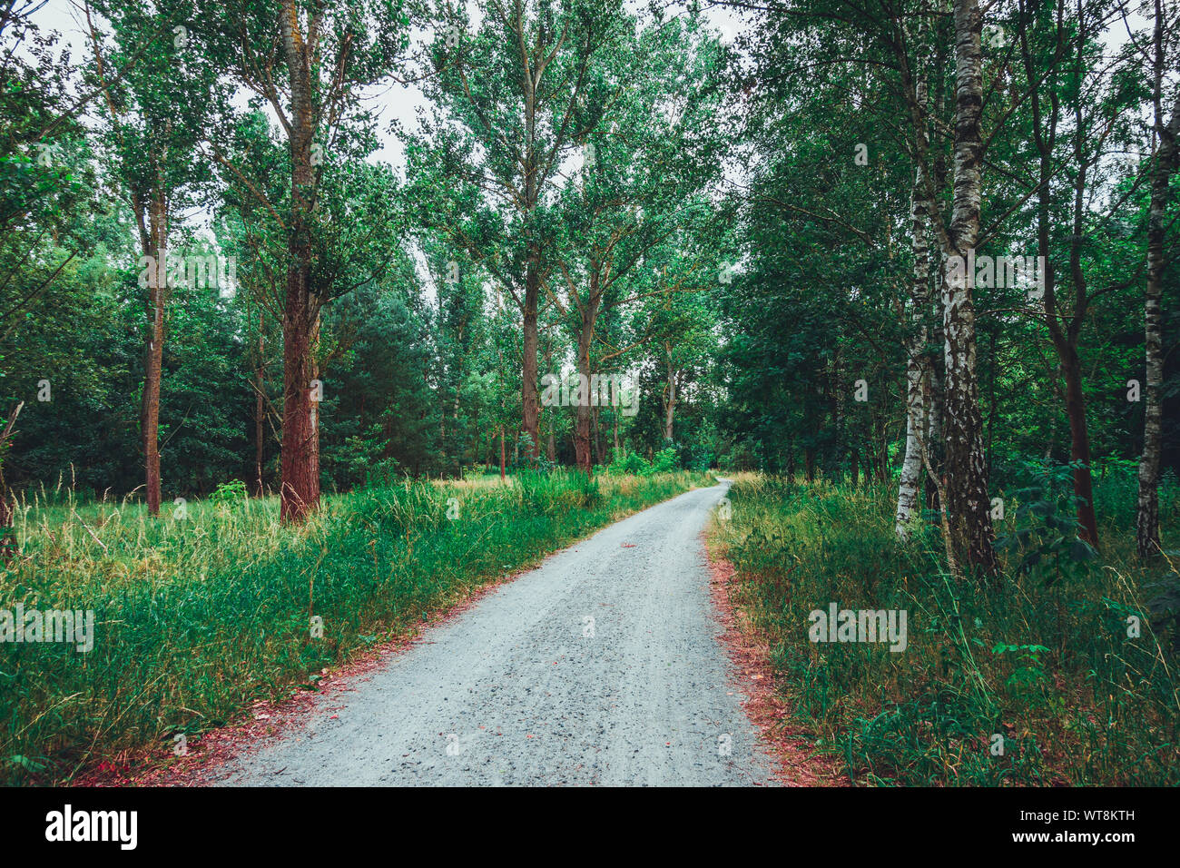 road in a forest with giant trees and green bushes Stock Photo - Alamy