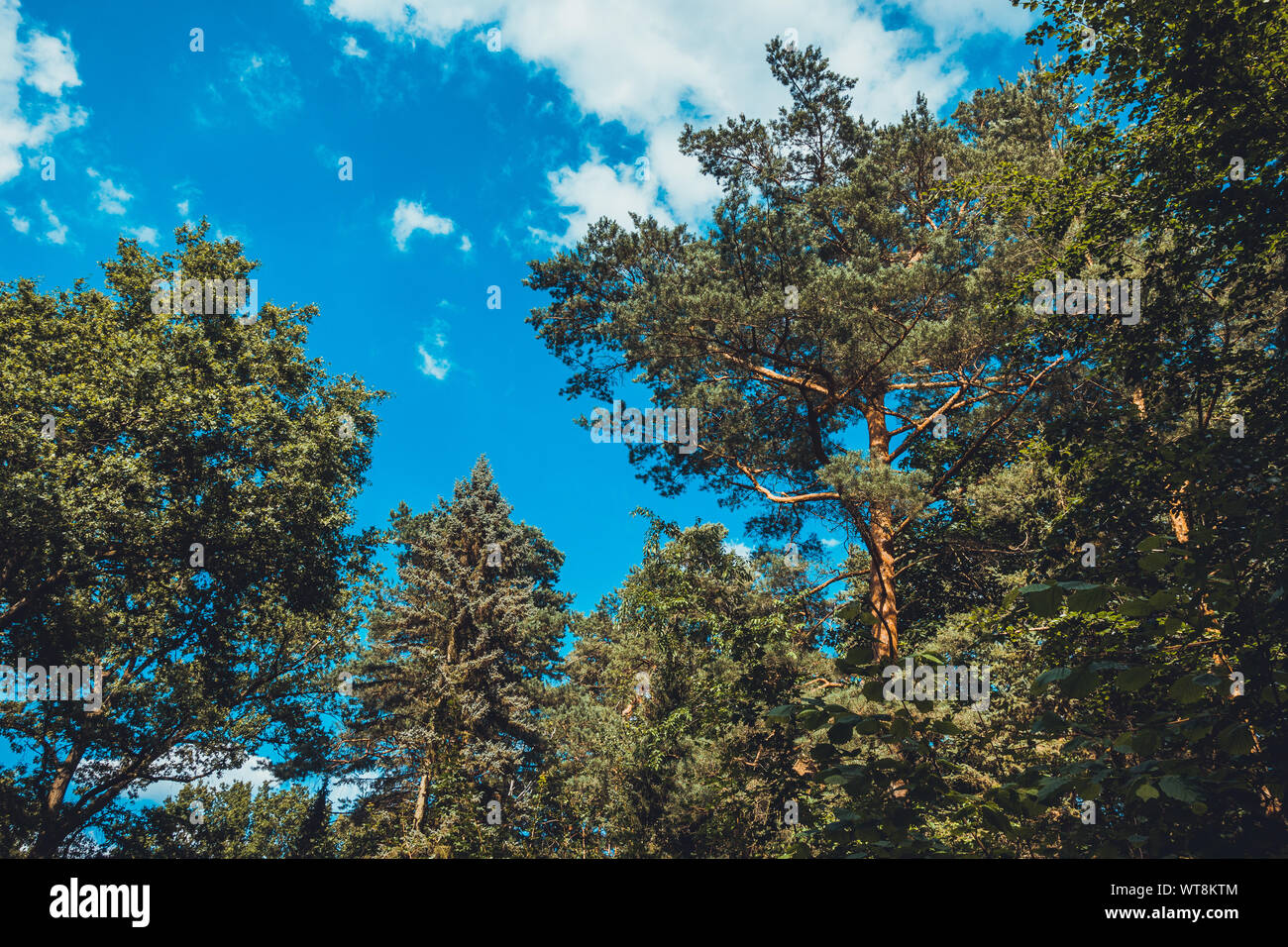 treetops in a german forest from the frog view Stock Photo - Alamy