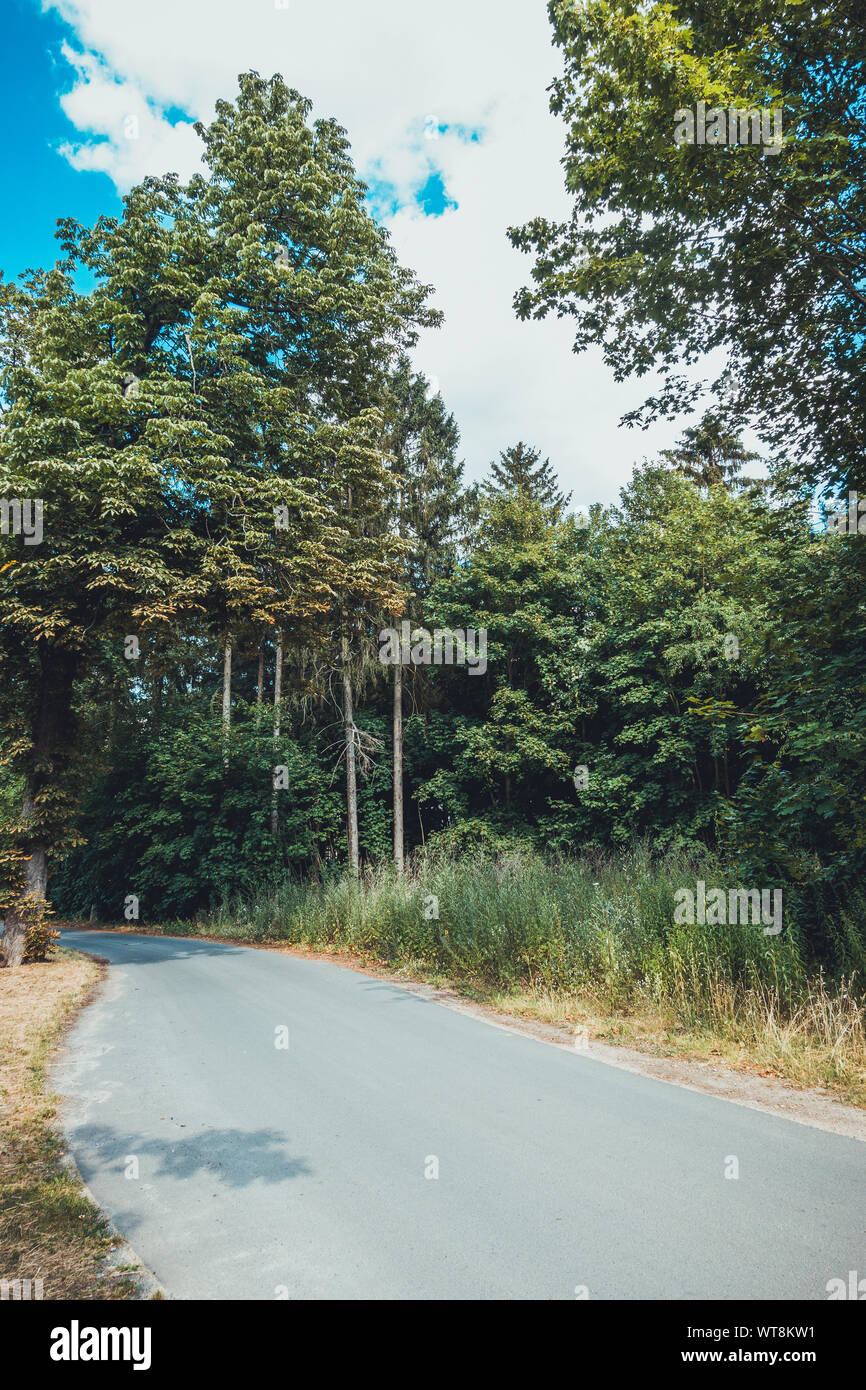 land road in the forest Stock Photo - Alamy