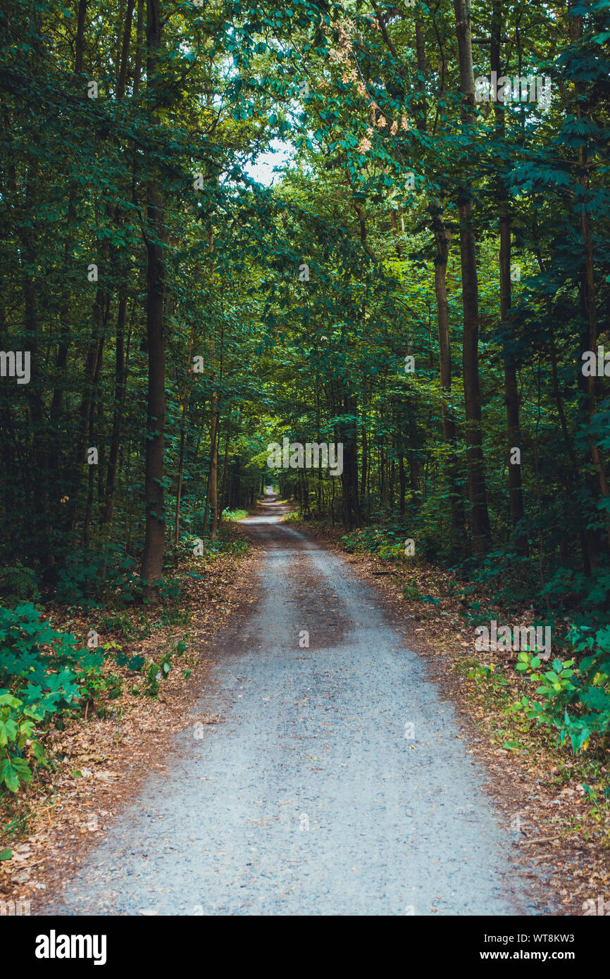 road in a forest with giant trees and green bushes Stock Photo - Alamy