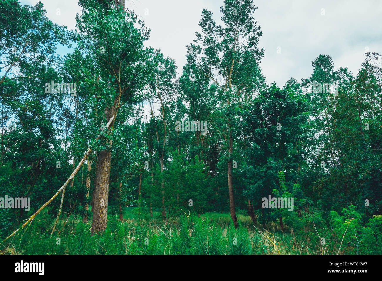 giant trees and bushes in a forest Stock Photo - Alamy