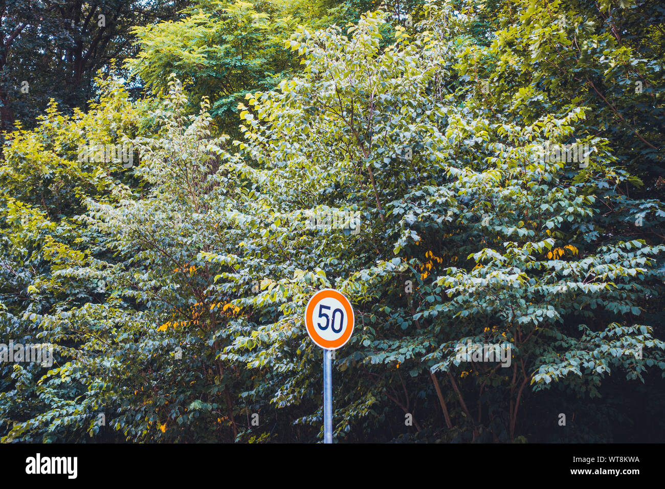 number 50 traffic limit sign with giant bush behind Stock Photo - Alamy