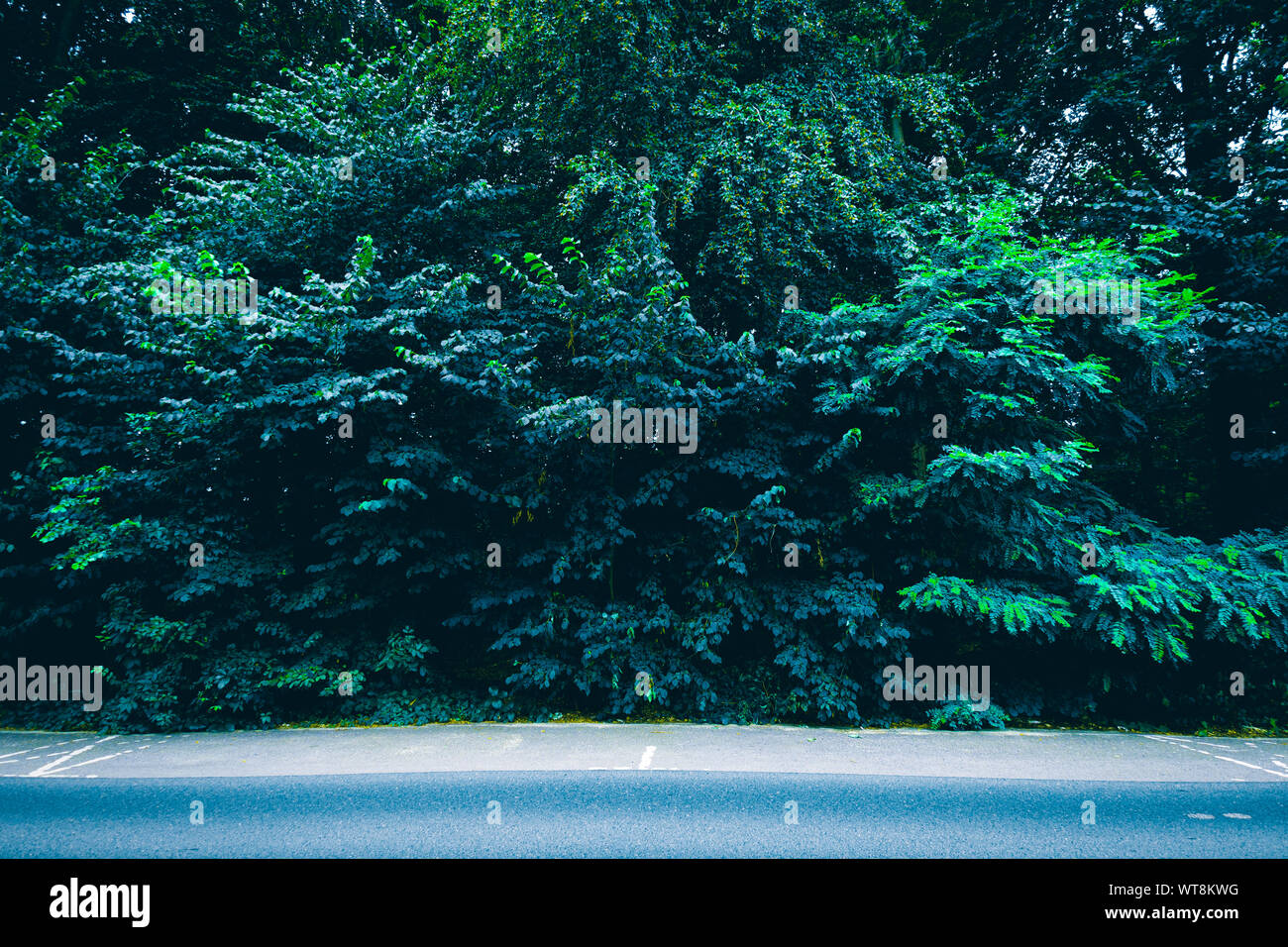road in a forest with giant trees and green bushes Stock Photo - Alamy