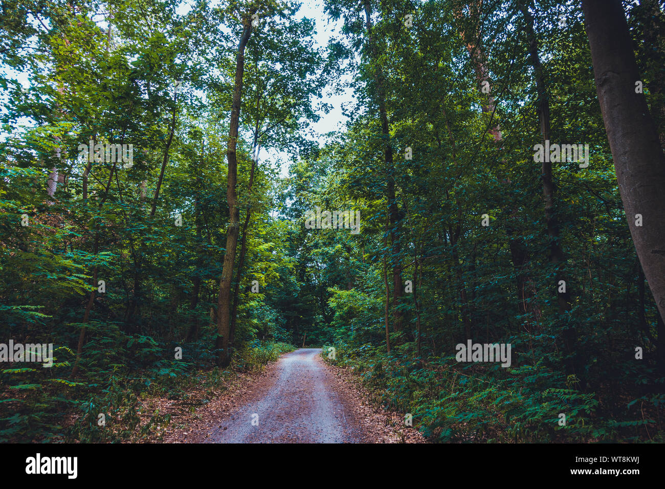 road in a forest with giant trees and green bushes Stock Photo - Alamy