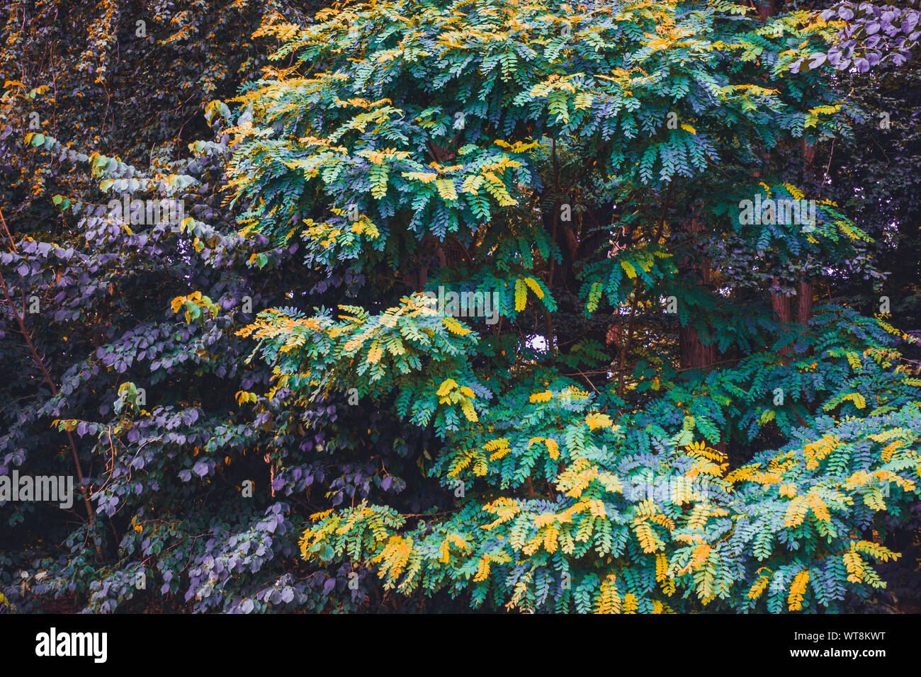 bush background texture in orange and green Stock Photo - Alamy