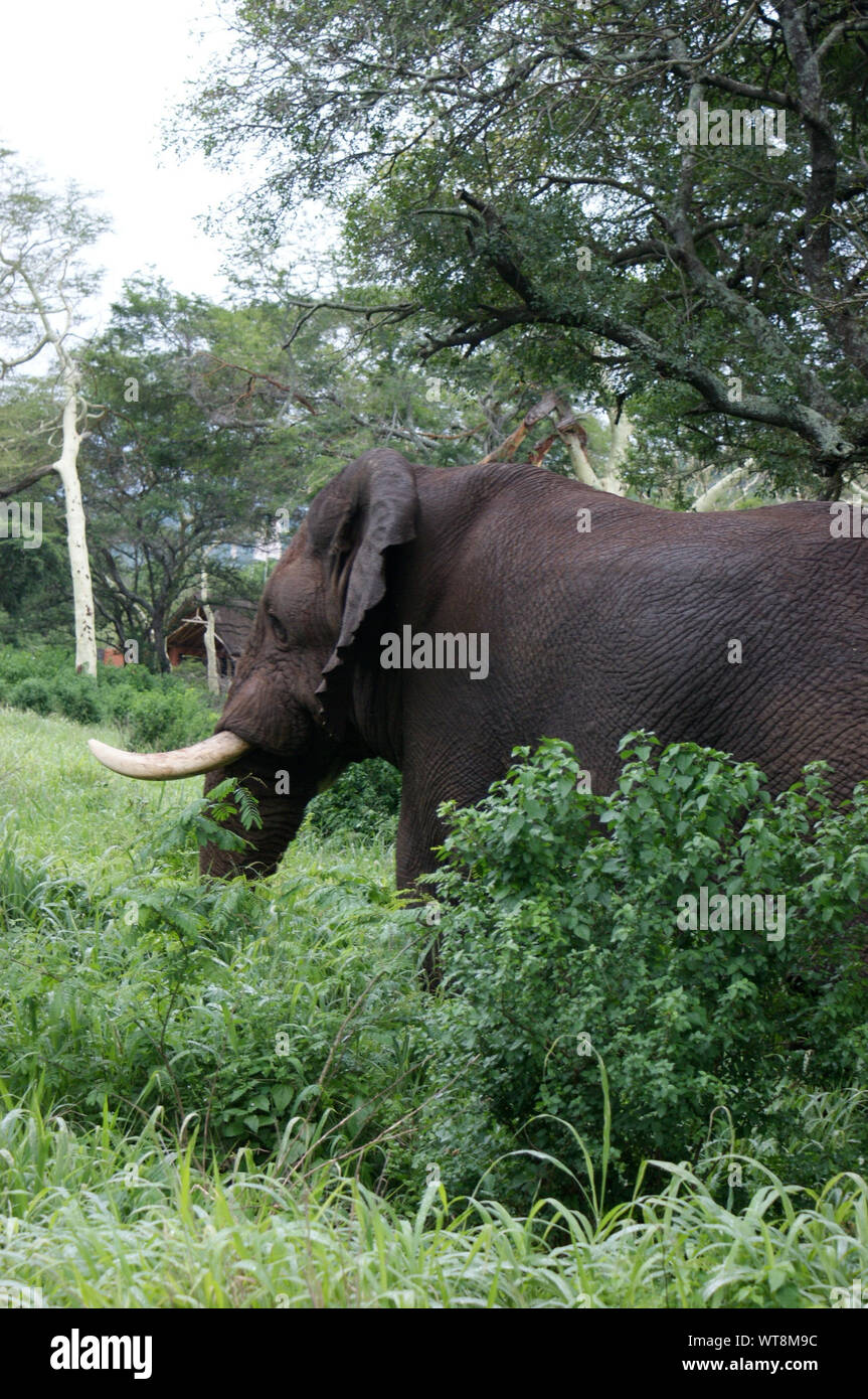 Behind bushes hi-res stock photography and images - Alamy