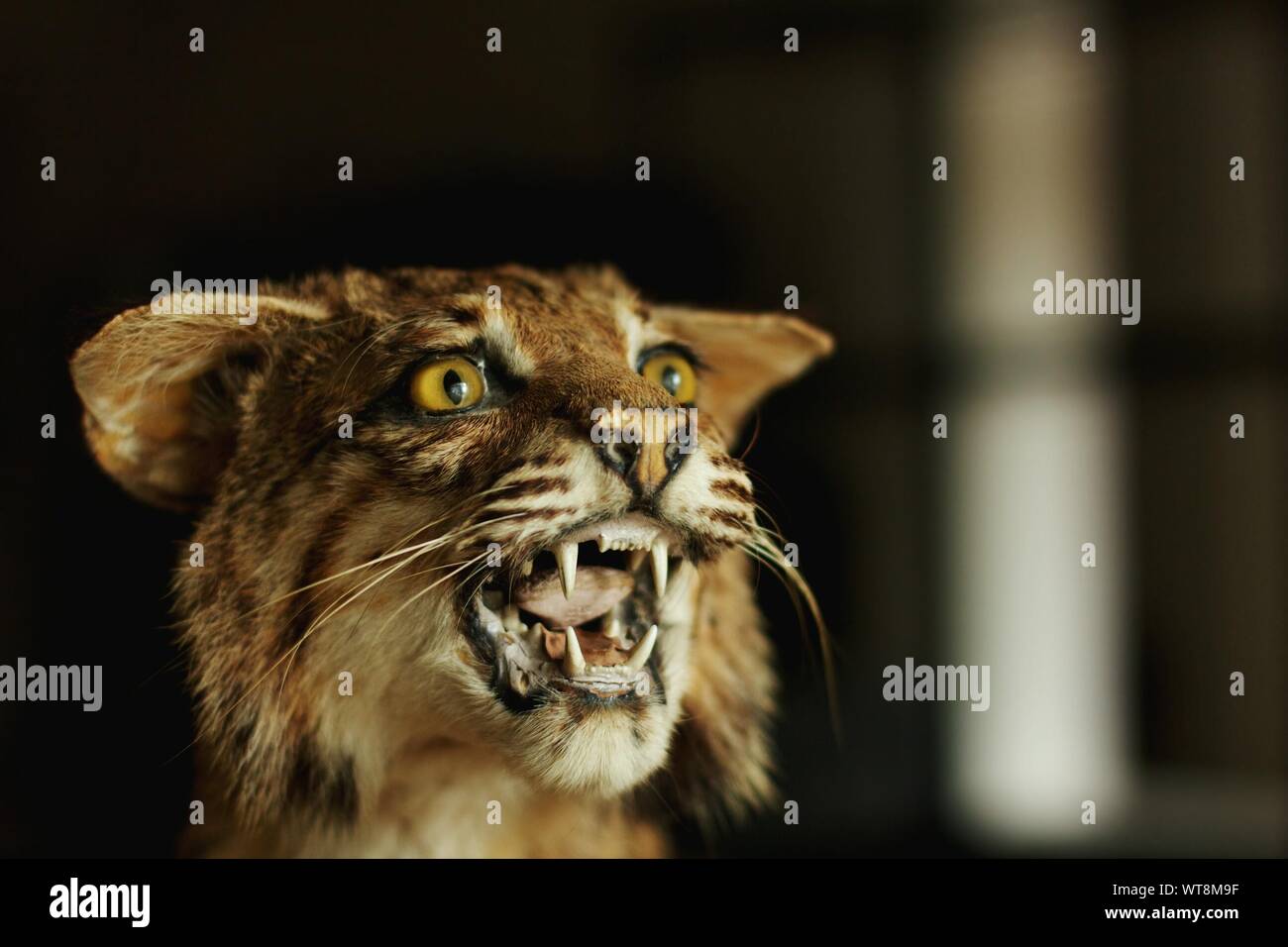 One bobcat hi-res stock photography and images - Alamy