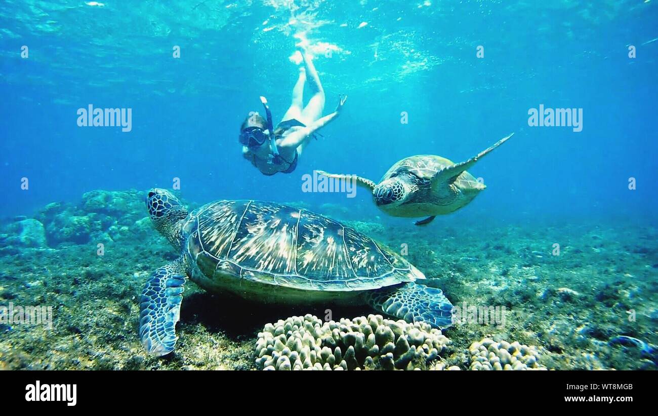 Two Sea Turtles High Resolution Stock Photography and Images - Alamy