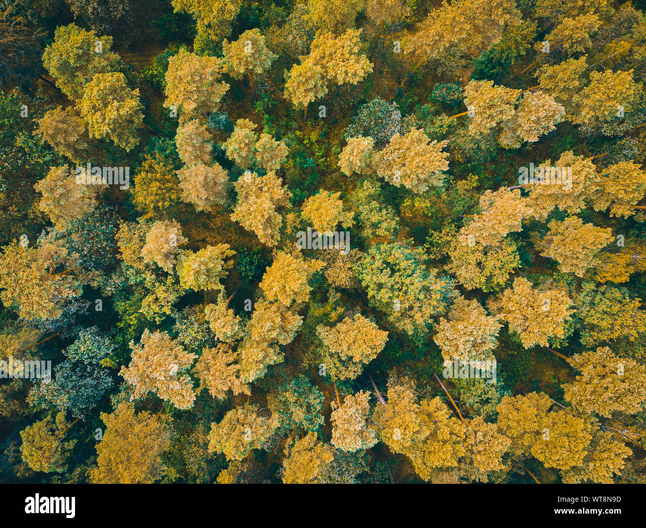Green treetops hi-res stock photography and images - Alamy