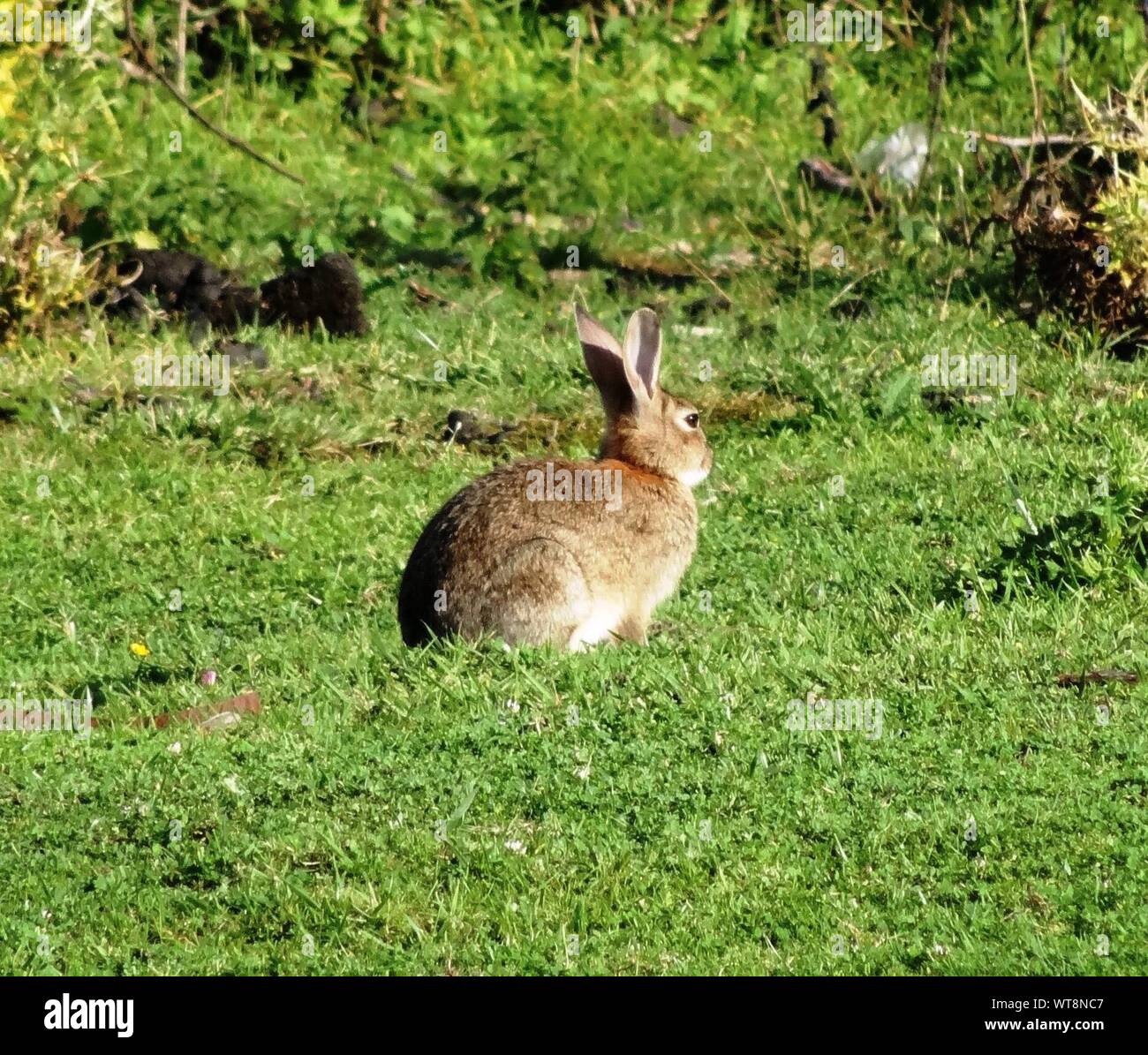 Rabbit grazing hi-res stock photography and images - Alamy