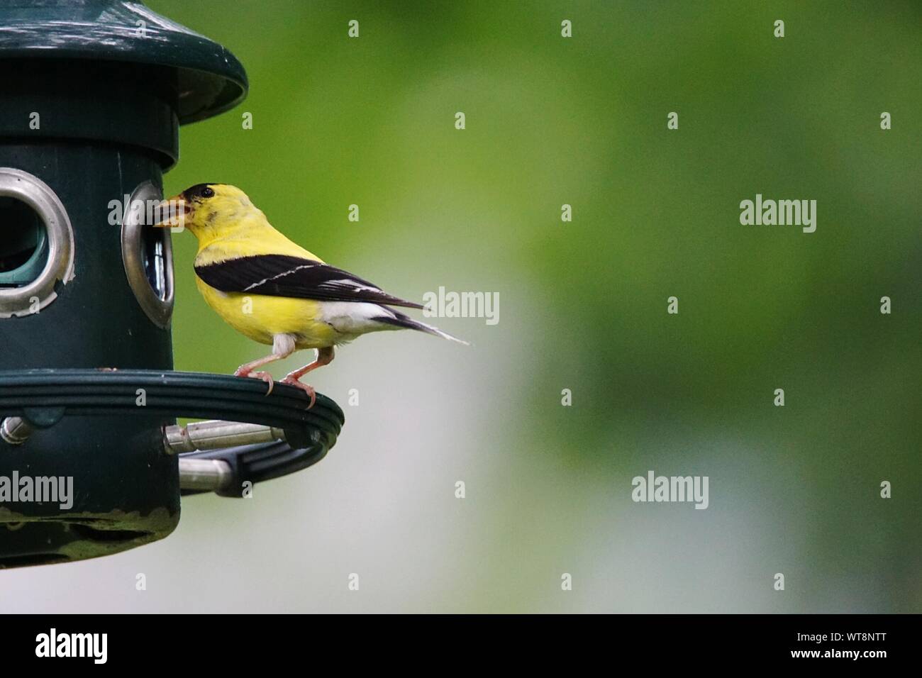 Gold finch hi-res stock photography and images - Alamy