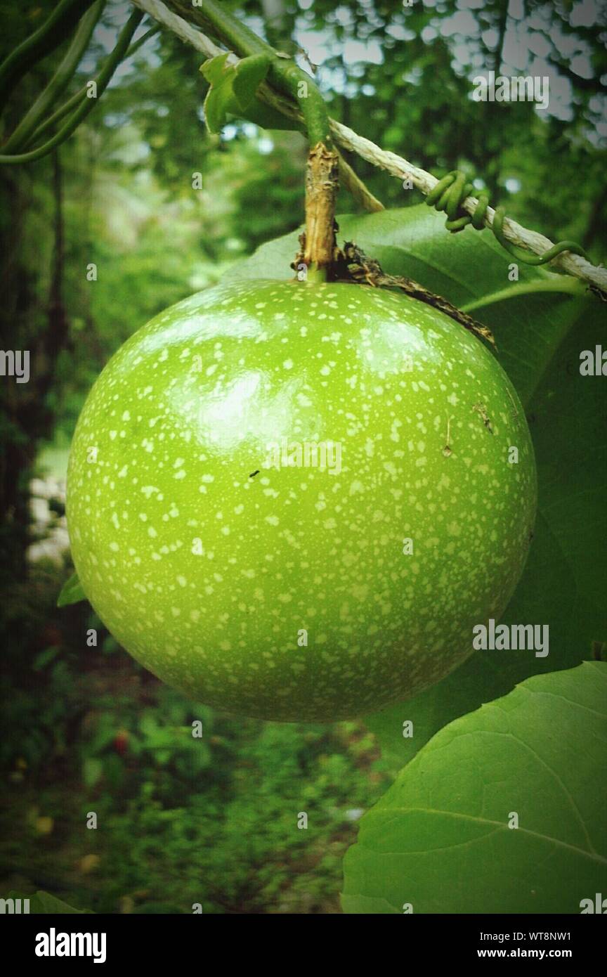 Green fruit hi-res stock photography and images - Alamy