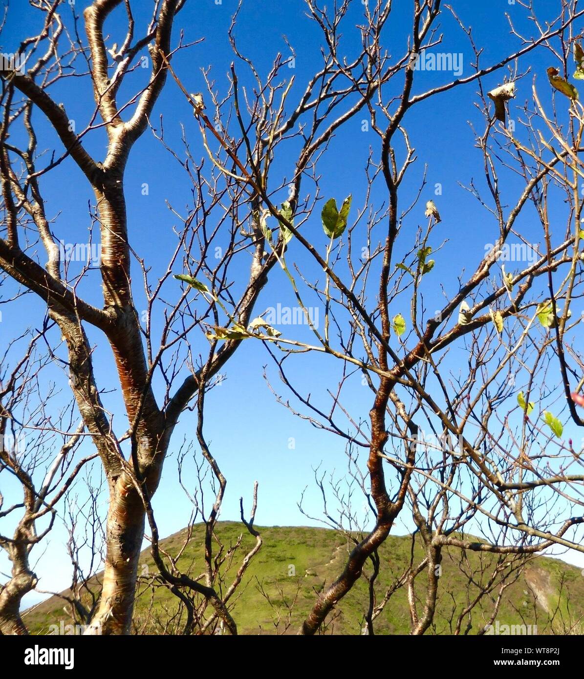 Tree few leaves hi-res stock photography and images - Alamy