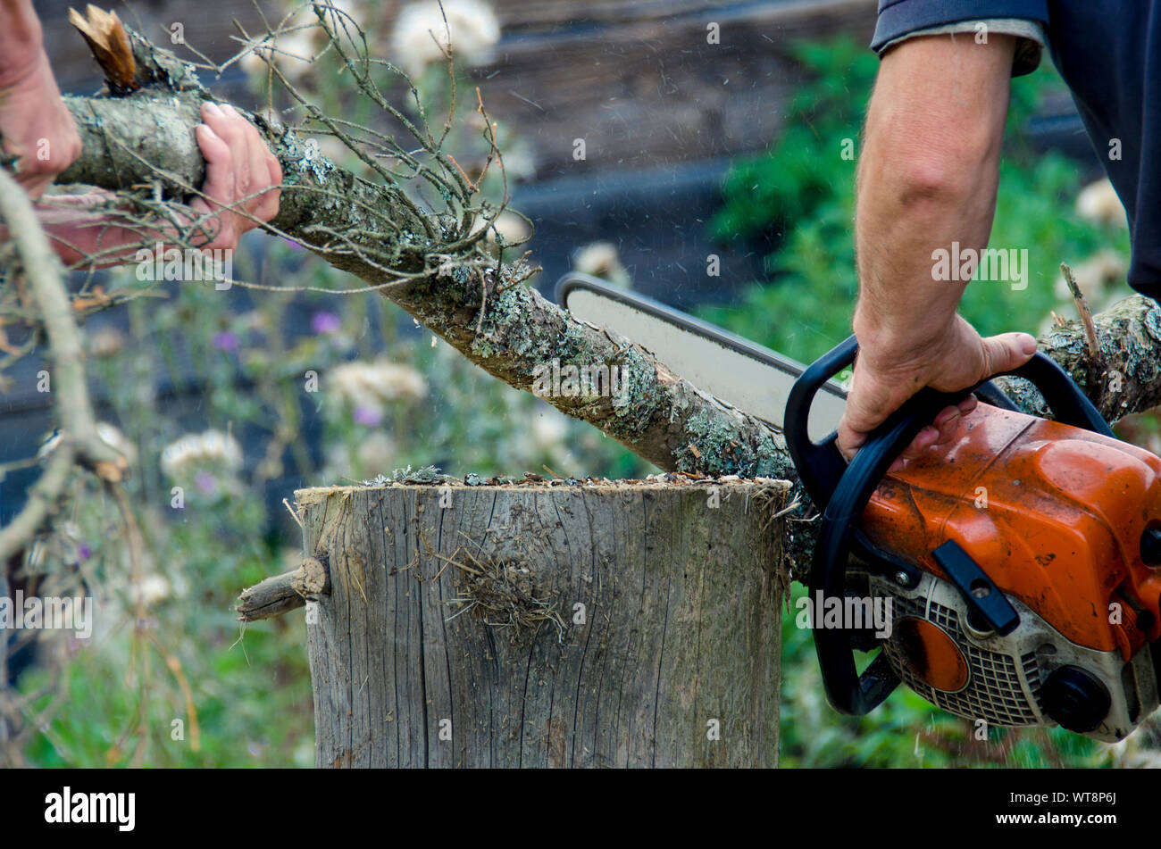 People cut trees in lichen with gasoline saw Stock Photo - Alamy