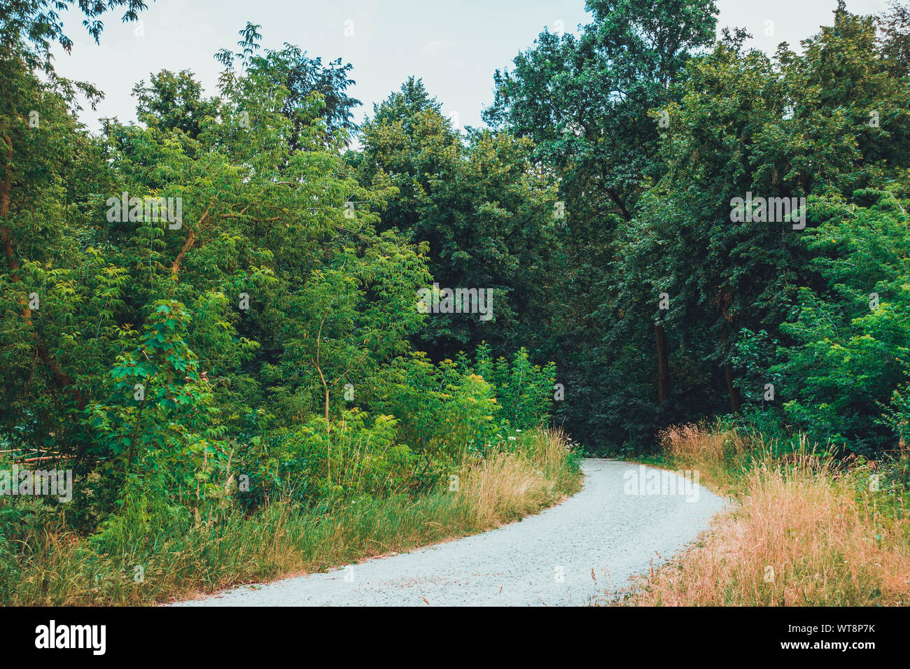 road in a forest with giant trees and green bushes Stock Photo - Alamy