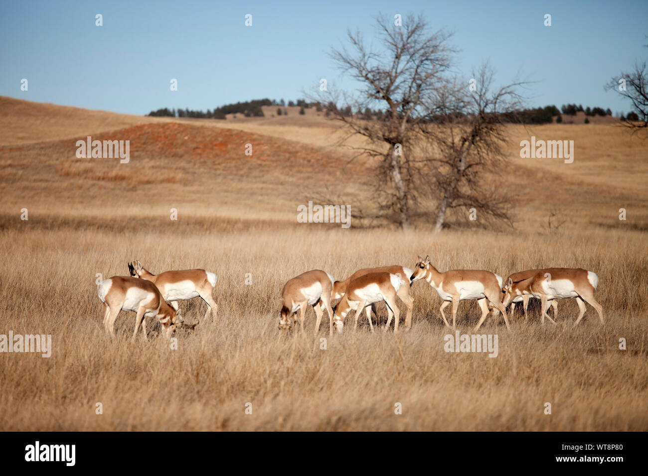 herd of pronghorn antelope in south dakota Stock Photo - Alamy