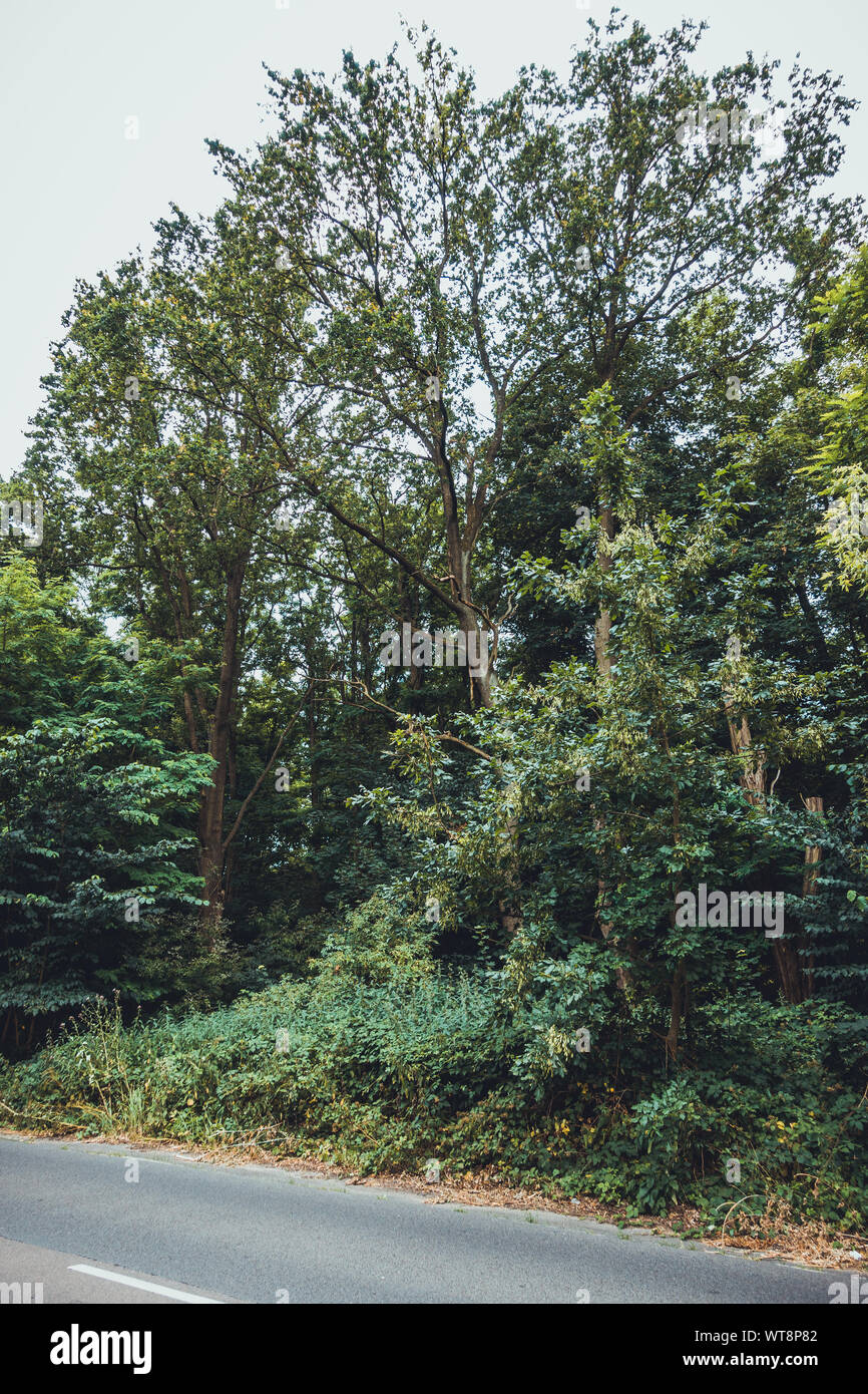giant trees and bushes in a forest Stock Photo - Alamy