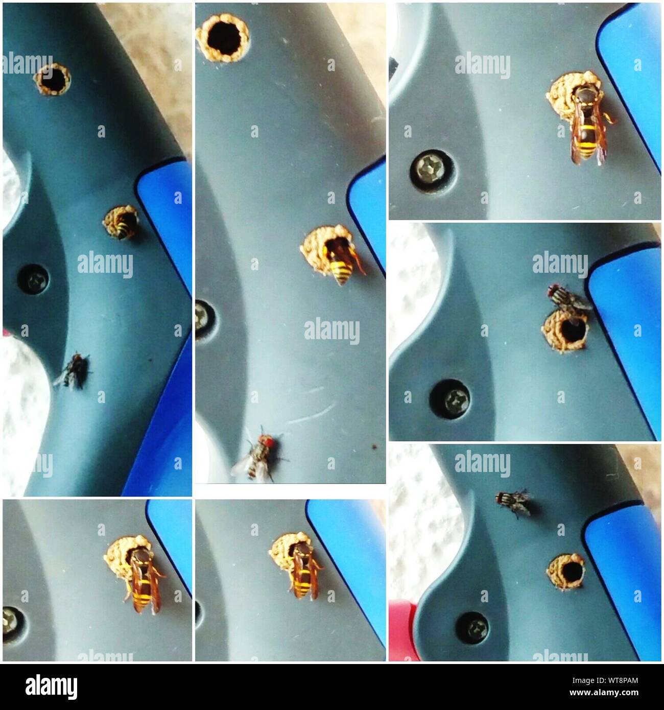 Collage wild animals hi-res stock photography and images - Alamy