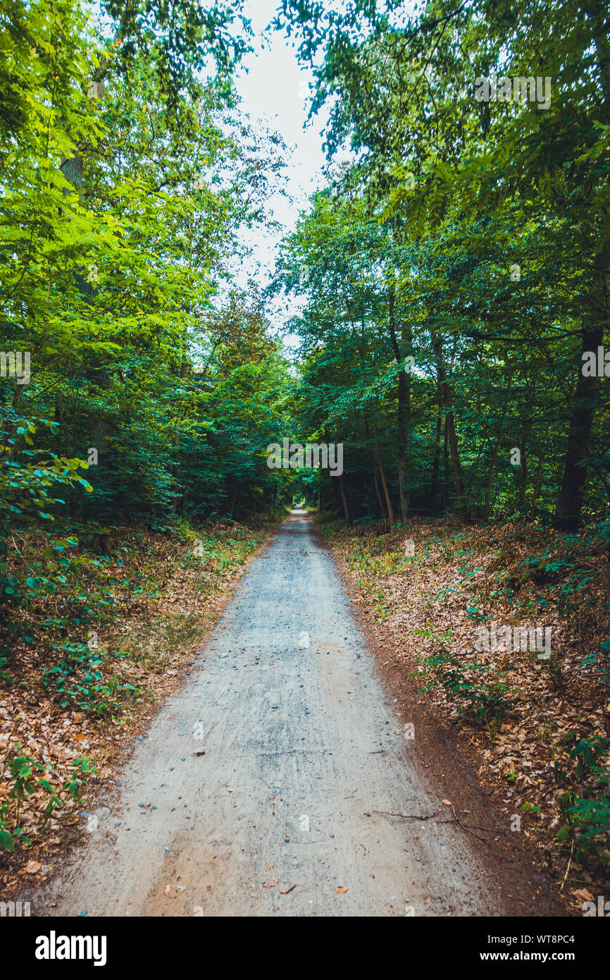 road in a forest with giant trees and green bushes Stock Photo - Alamy