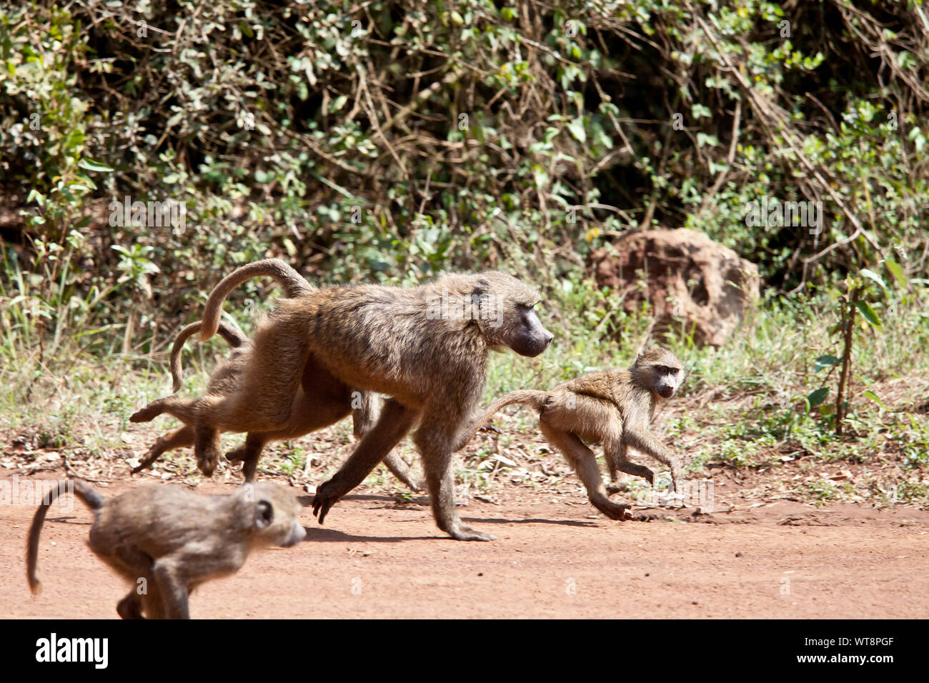 baboon troop running, mother and young in kenya Stock Photo - Alamy
