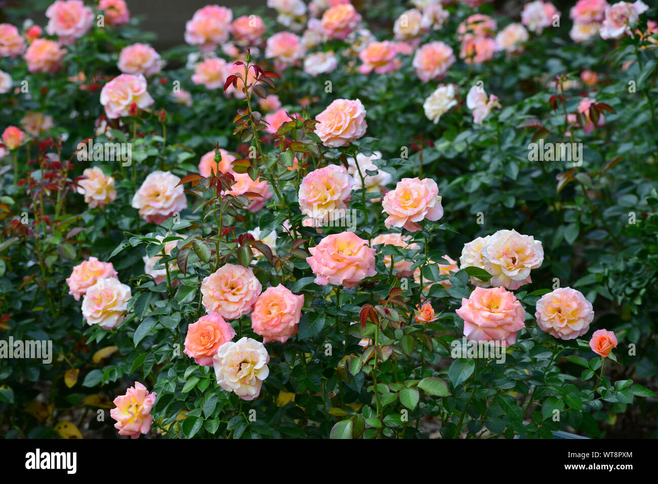 An abundance of beautiful pink and peach colored roses in full bloom ...