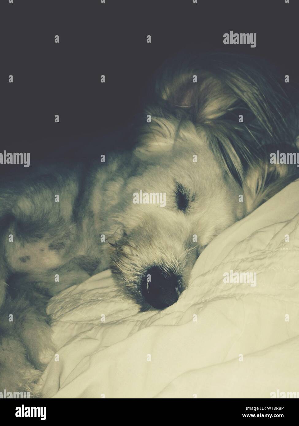 Sleeping in dog bed hi-res stock photography and images - Alamy