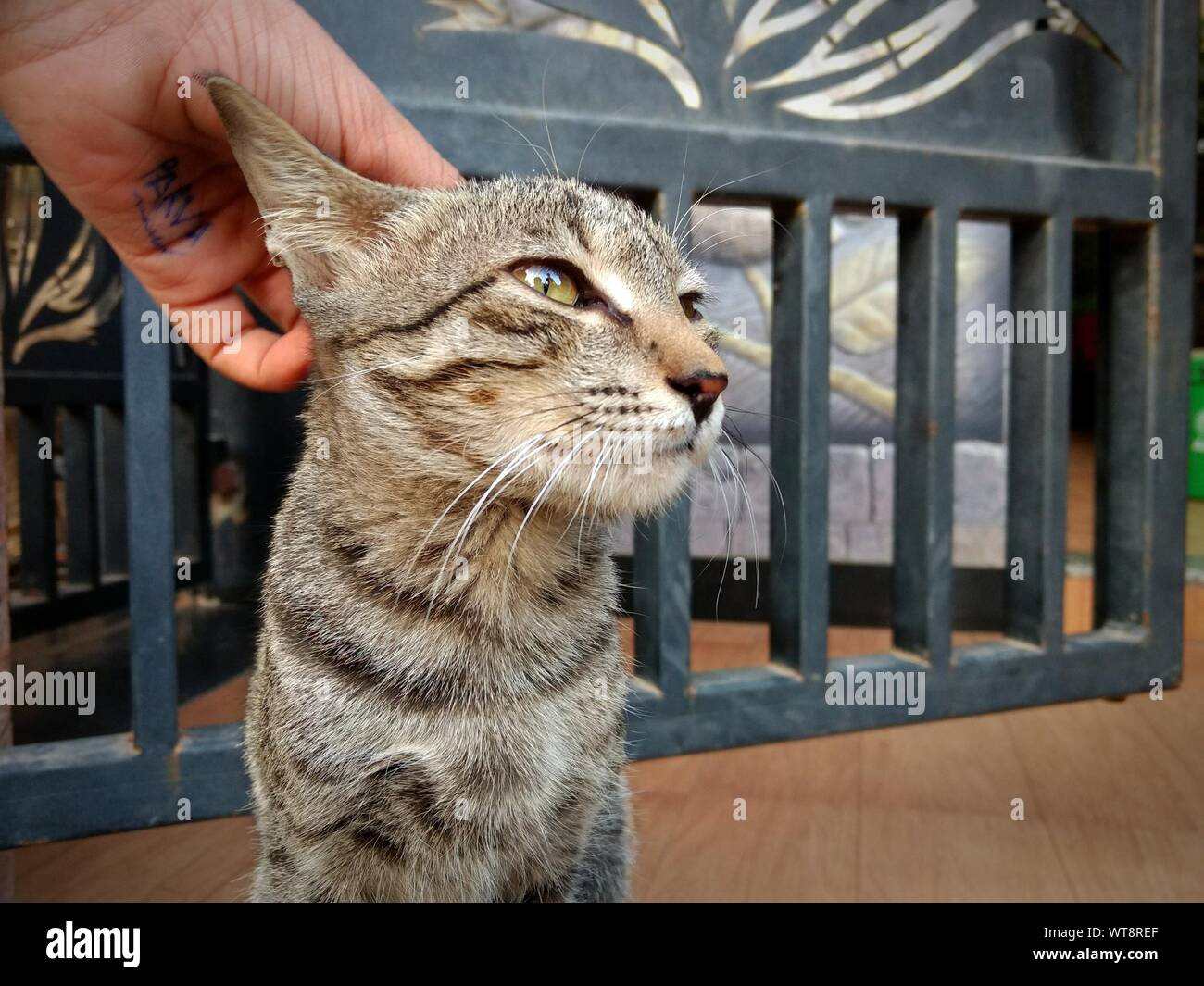 Petting cat hi-res stock photography and images - Alamy