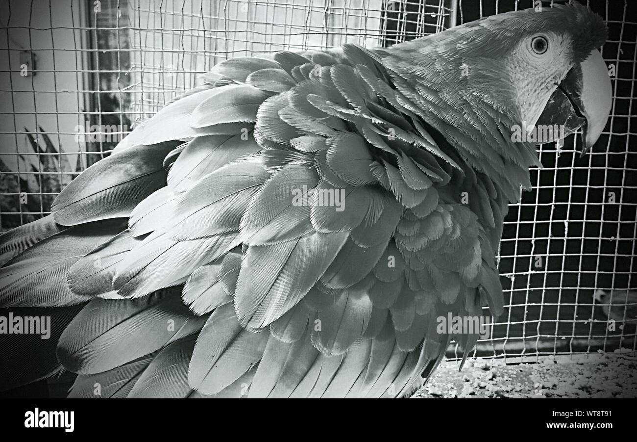 Parrot side view hi-res stock photography and images - Alamy