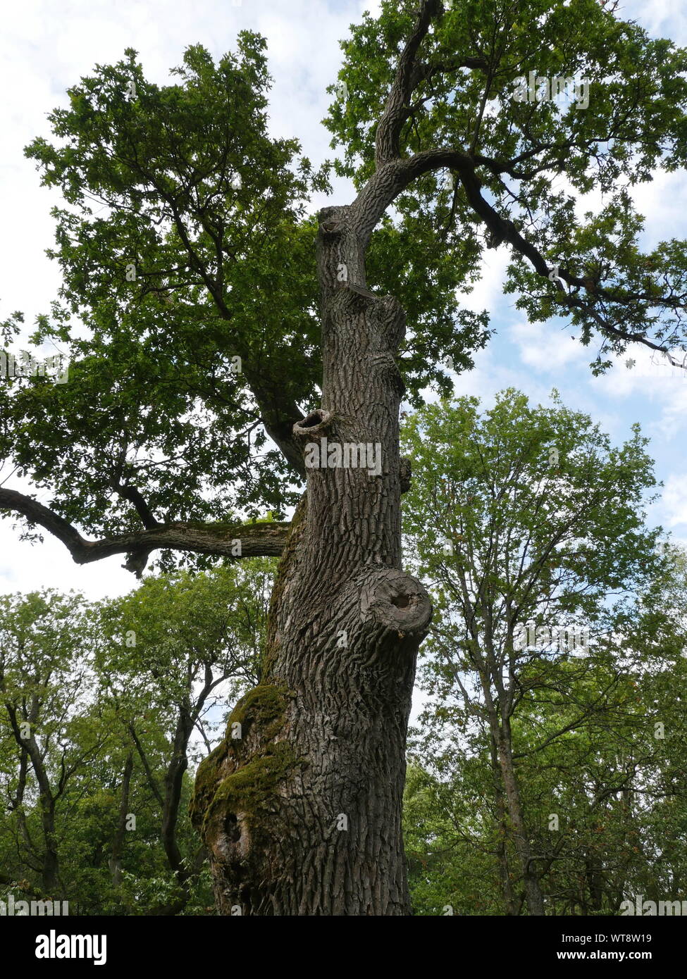 Giant old oak centenarian tree low angle of view Stock Photo - Alamy