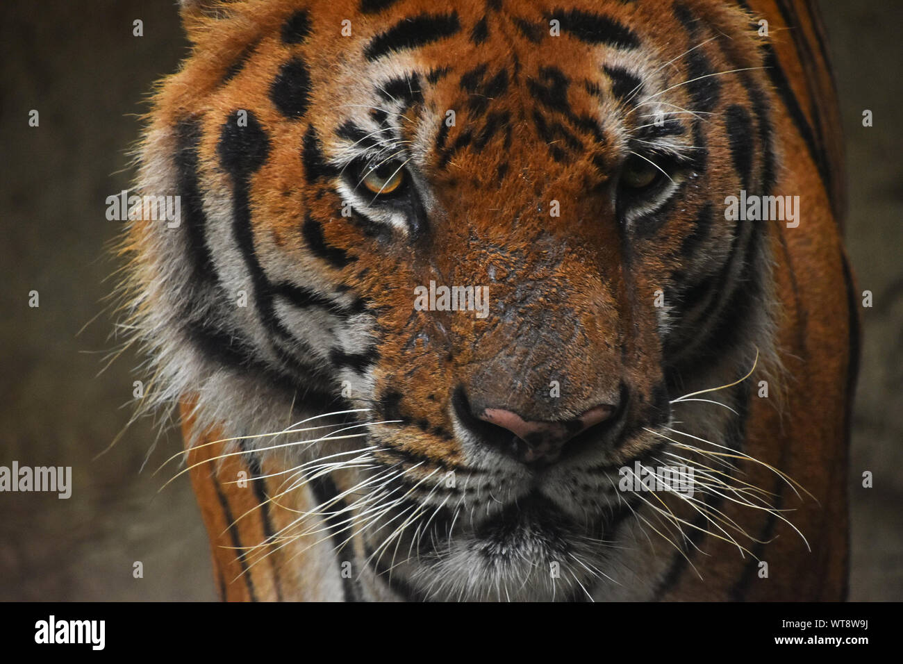 Bengal markings hi-res stock photography and images - Alamy