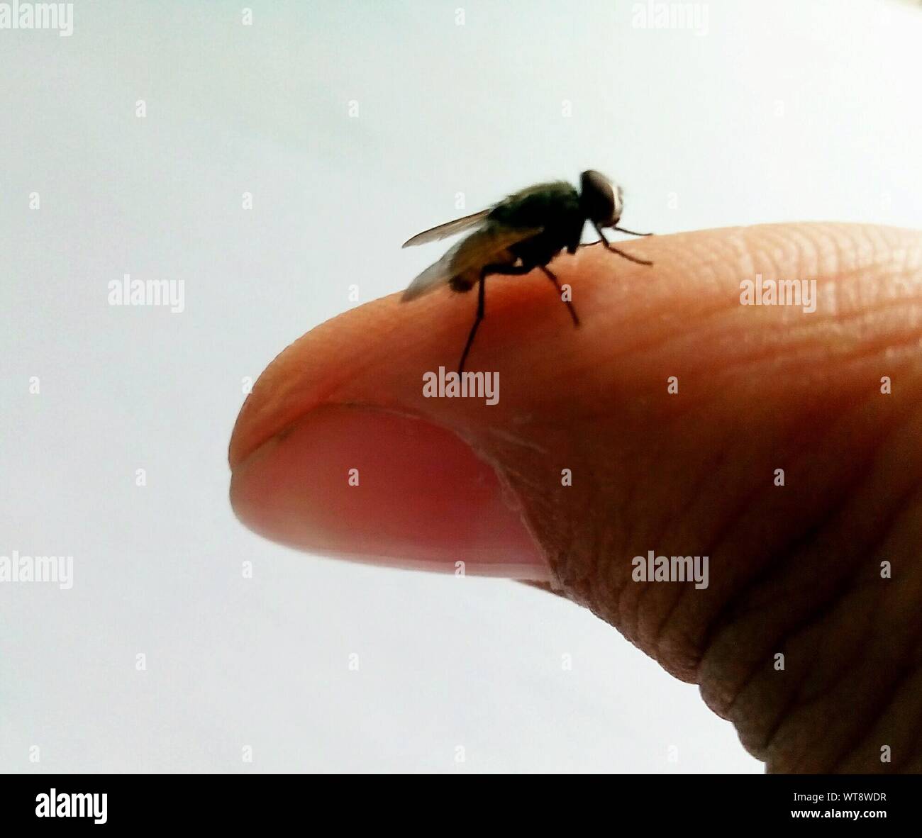 The human fly hi-res stock photography and images - Alamy
