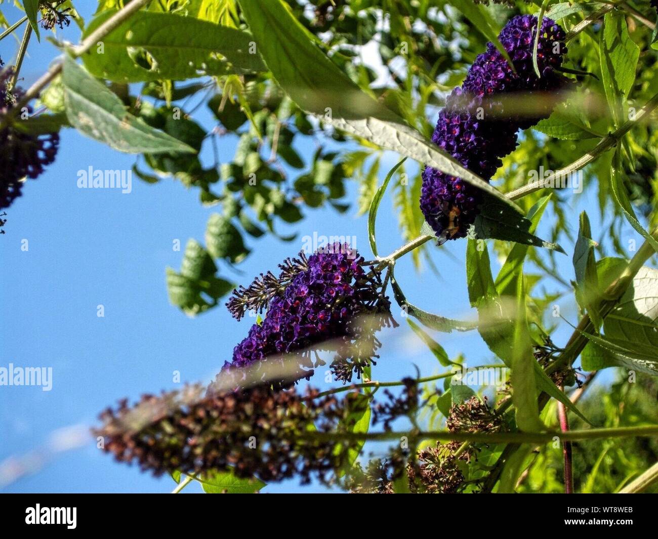 Buddleia Tree High Resolution Stock Photography and Images - Alamy